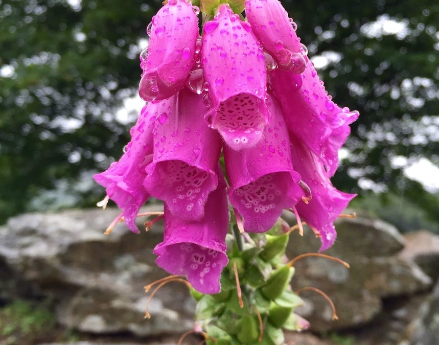 Foxglove As A Treatment: From Old Mother Hutton and William Withering ...