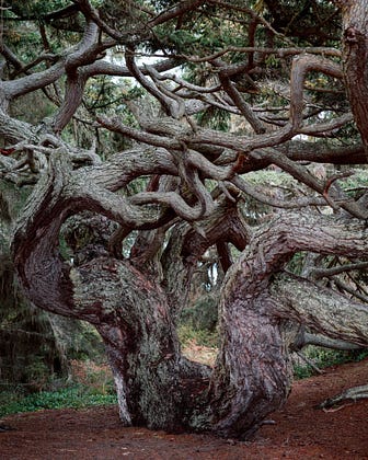 Classics Education Substack