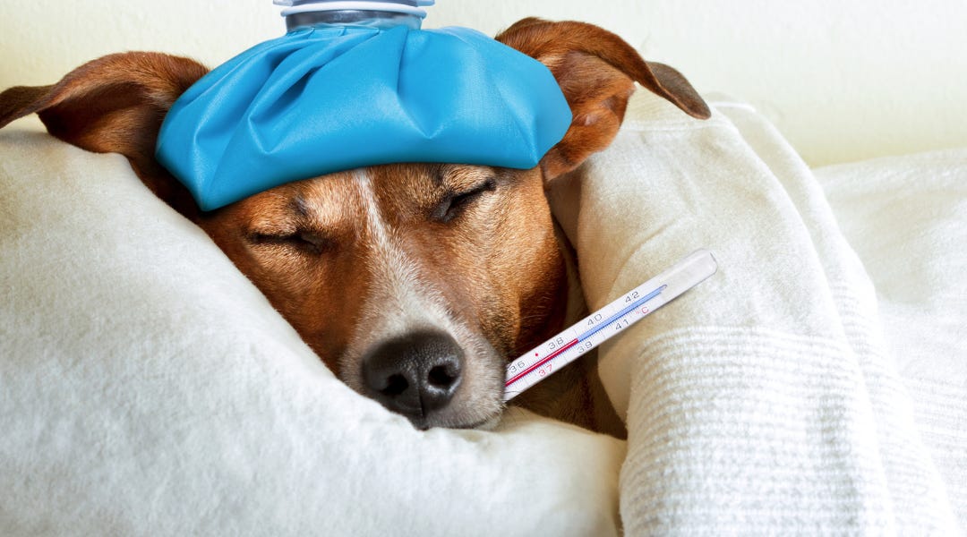 Doctor's Guide: 5 Research-Backed Ways to Get Sick Less