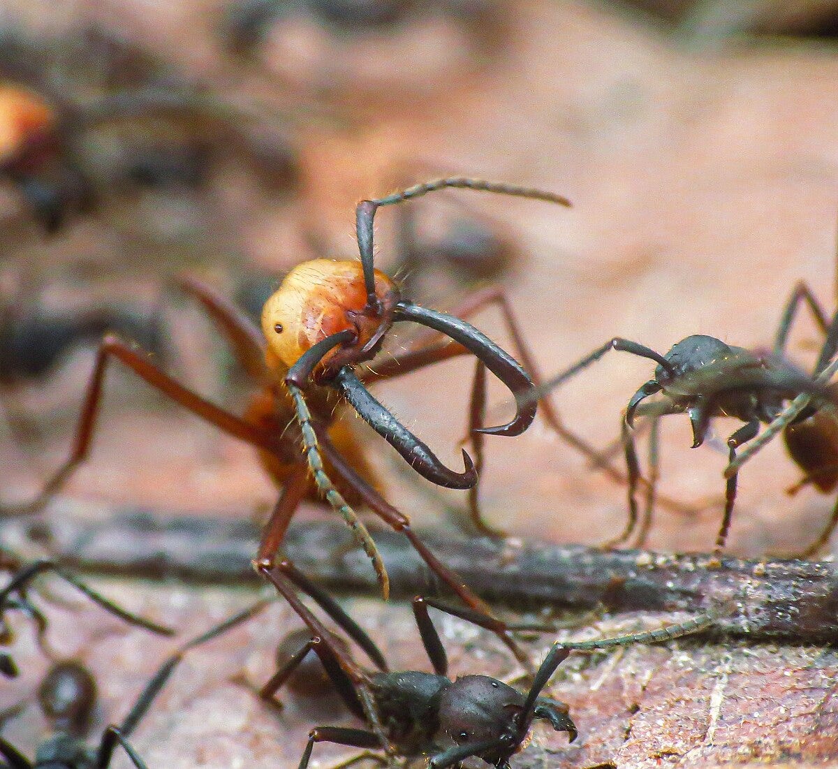 Ant Spotlight: Eciton burchellii - by Jack Becker