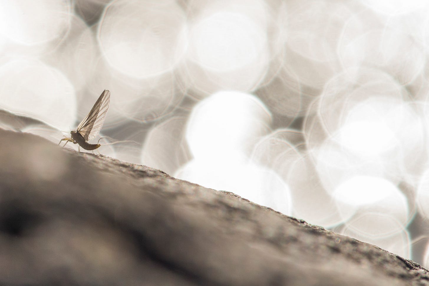 In Defense of Dry Flies - by Flylab and Andrew Steketee