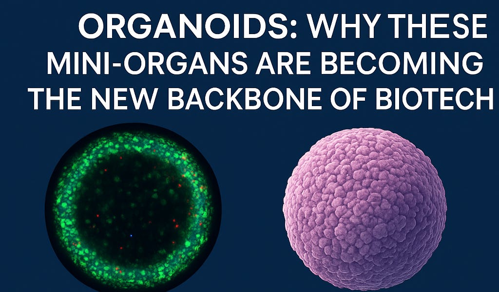 🧬 Organoids: Why These Mini-Organs Are Becoming the New Backbone of Biotech