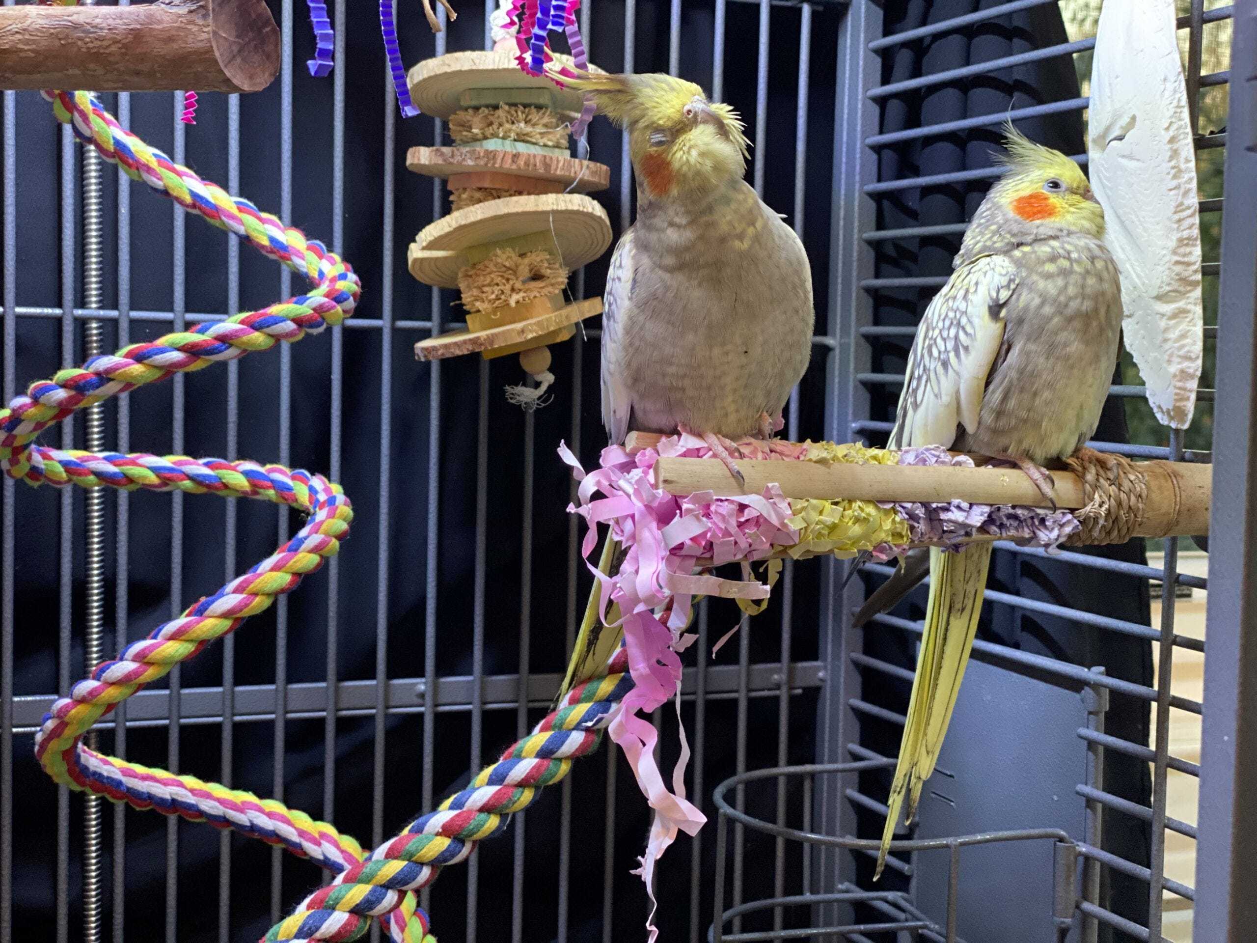 Interior lighting for parrot cages