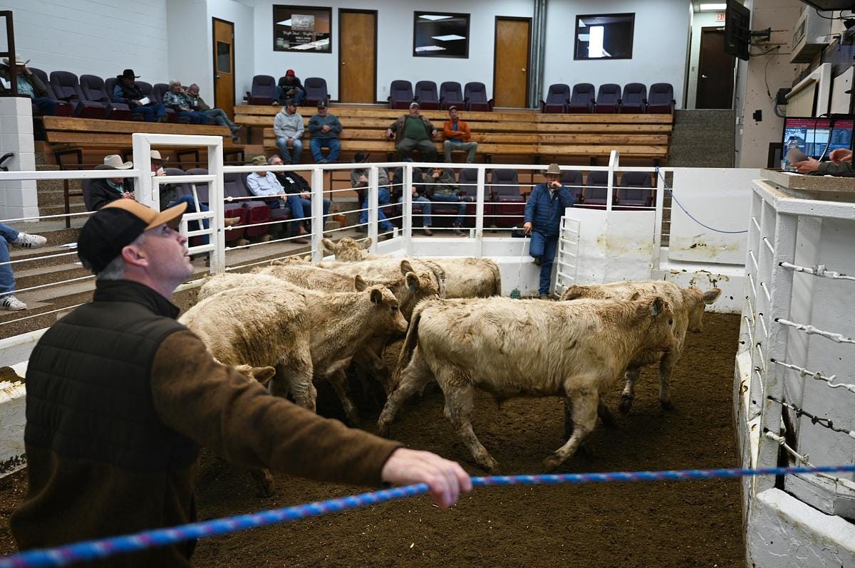 A Morning at One of the State’s Busiest Cattle Auctions