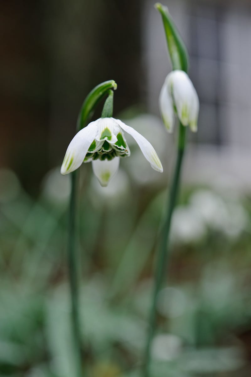 snowdrop lucy