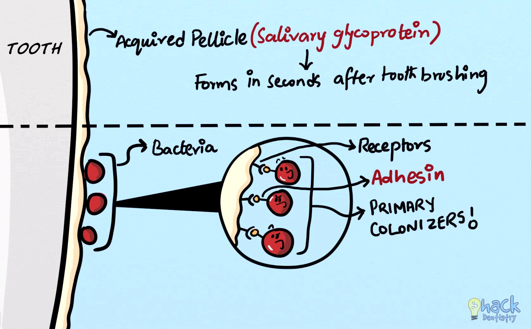 Dental Plaque Formation Steps