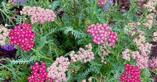 Wild Revival Gardening with Angela K. Nickerson | Substack