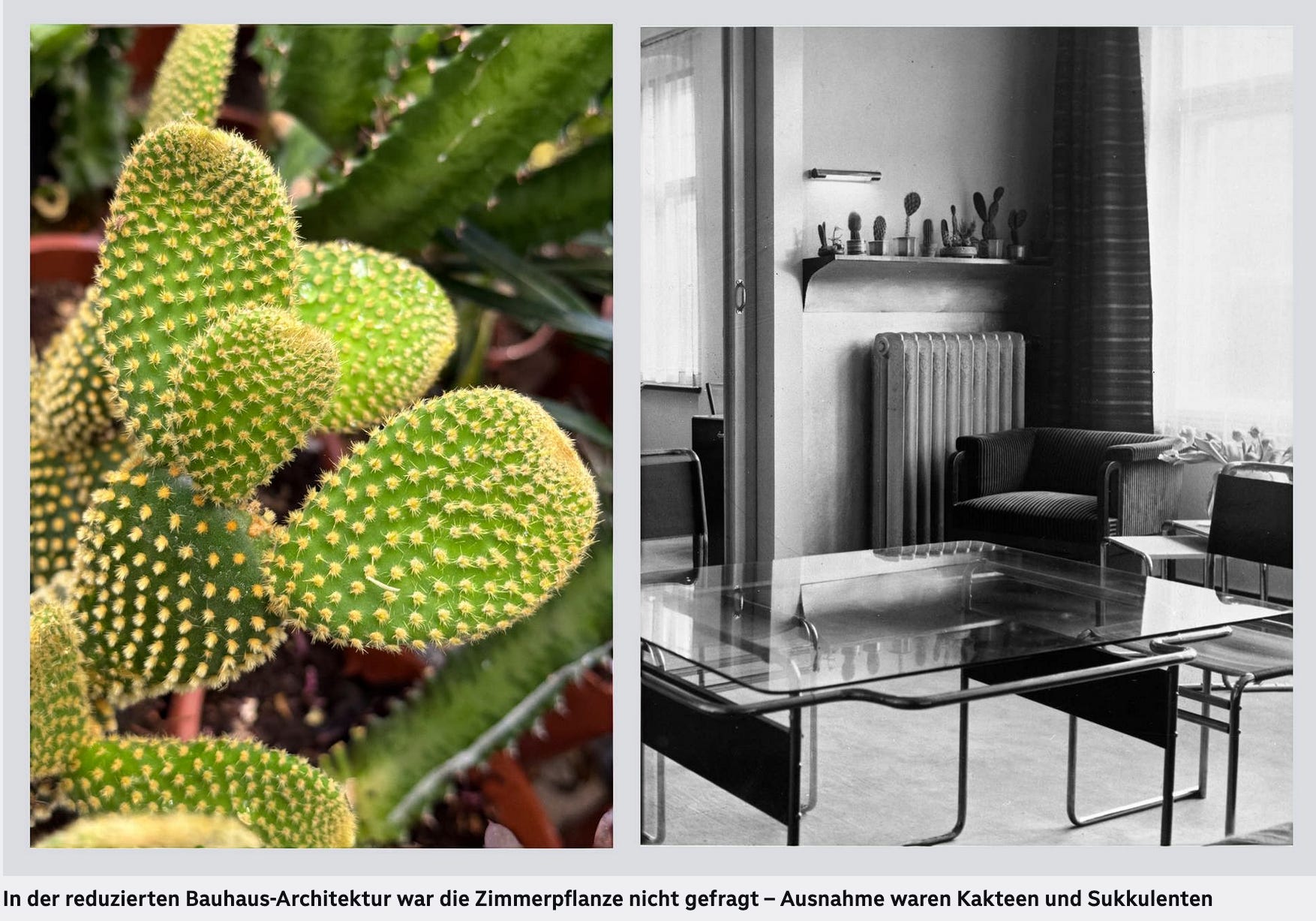 Indoor Plants are Racist - by epimetheus - Die Fackel 2.0