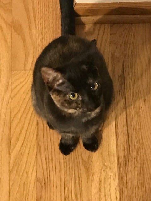 Curiosity Killed the Cat - by Chris Wainscott