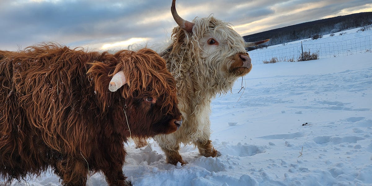 Farming for fun - by Esme Martinson