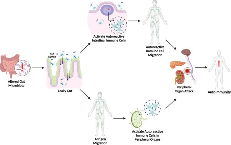 Leaky Gut Explained - by Cassandra Quave