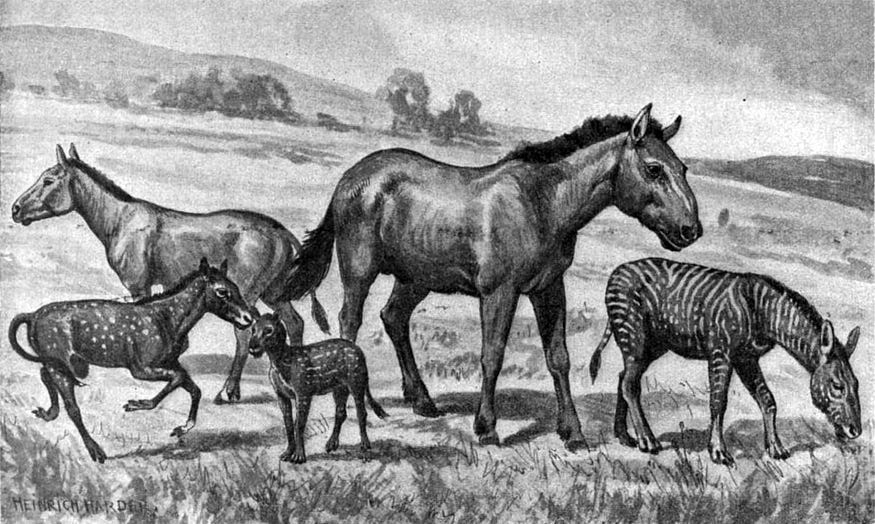 Eohippus: Dawn of the Horse - by Michelle Short