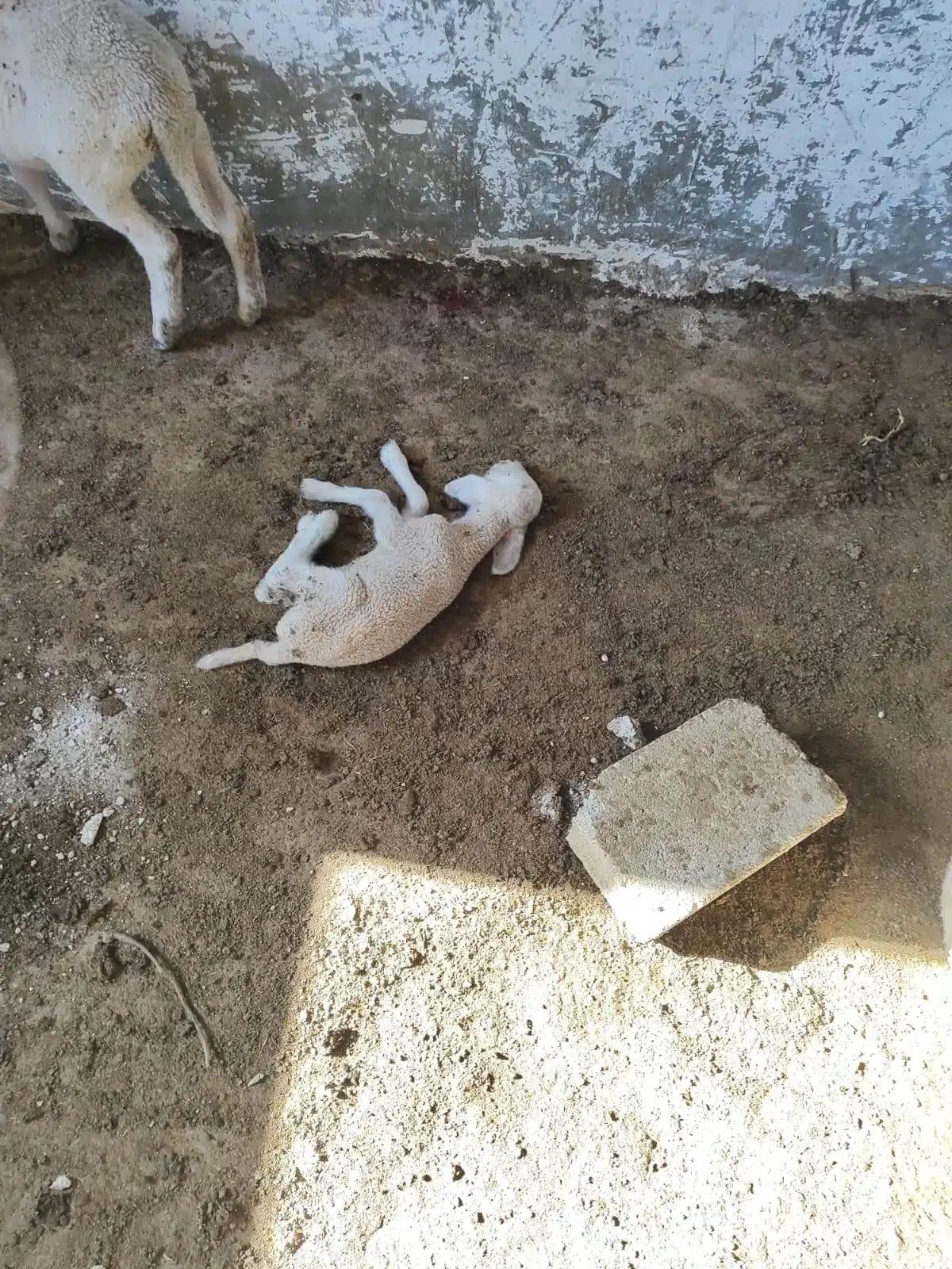 🐑 Israeli KKK, terrorizing Palestinian farmers, gouge the eyes out of ...