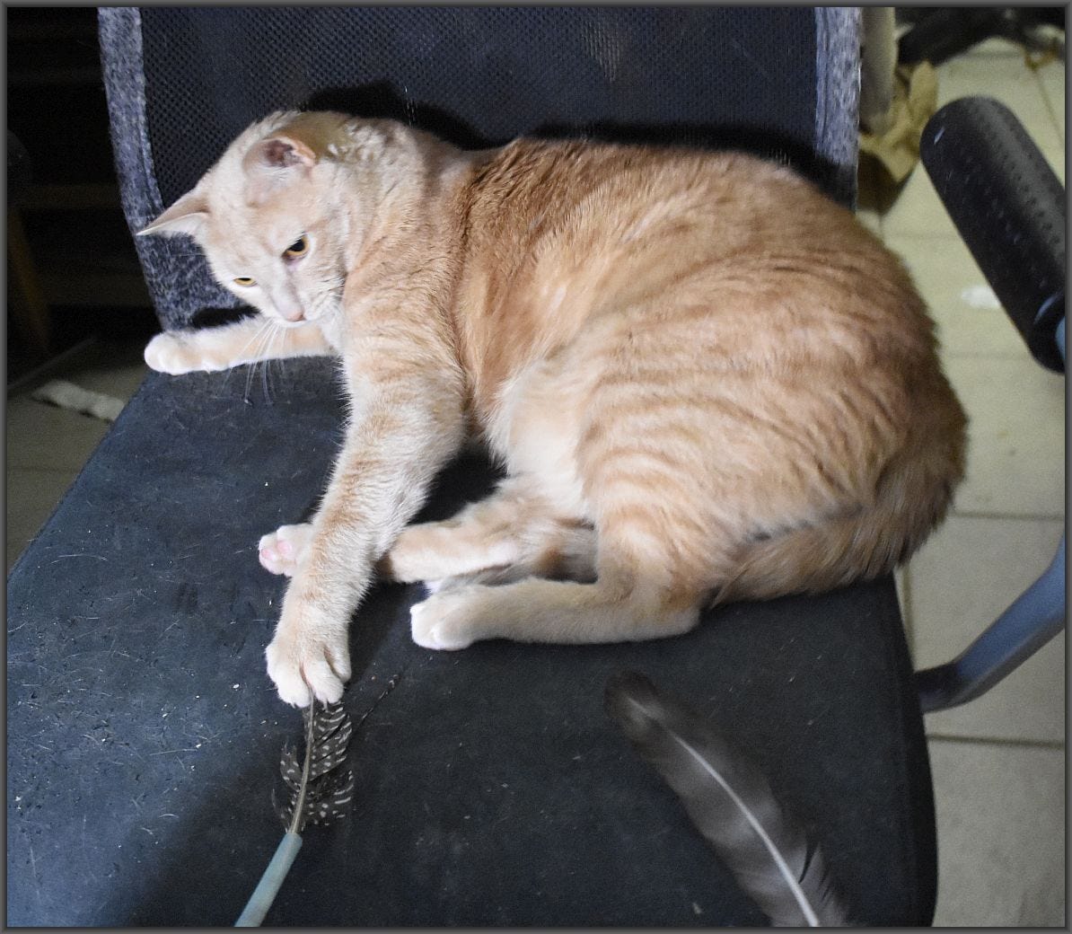 Comments - Bari Weiss Should Do CBS Town Hall On Whose Fault It Is She ...