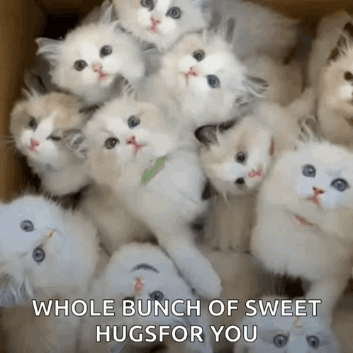About - Helpful Cats🐱