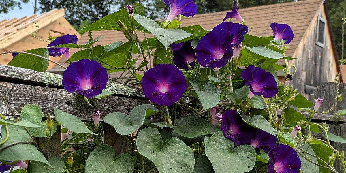 That's Just, Like, Your Opinion, Man - Rachel’s Substack