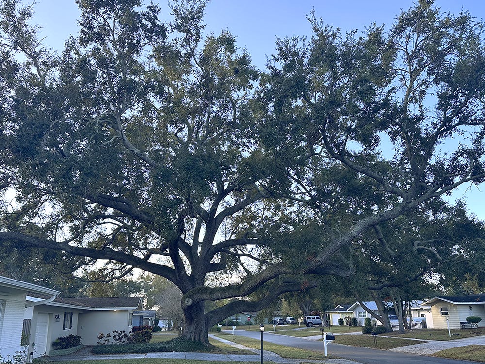 The Importance of Trees in the Landscape