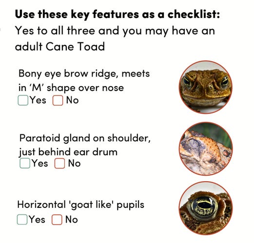 Cane Toad Countdown - by Jen Green - Huxtable Park Bushcare