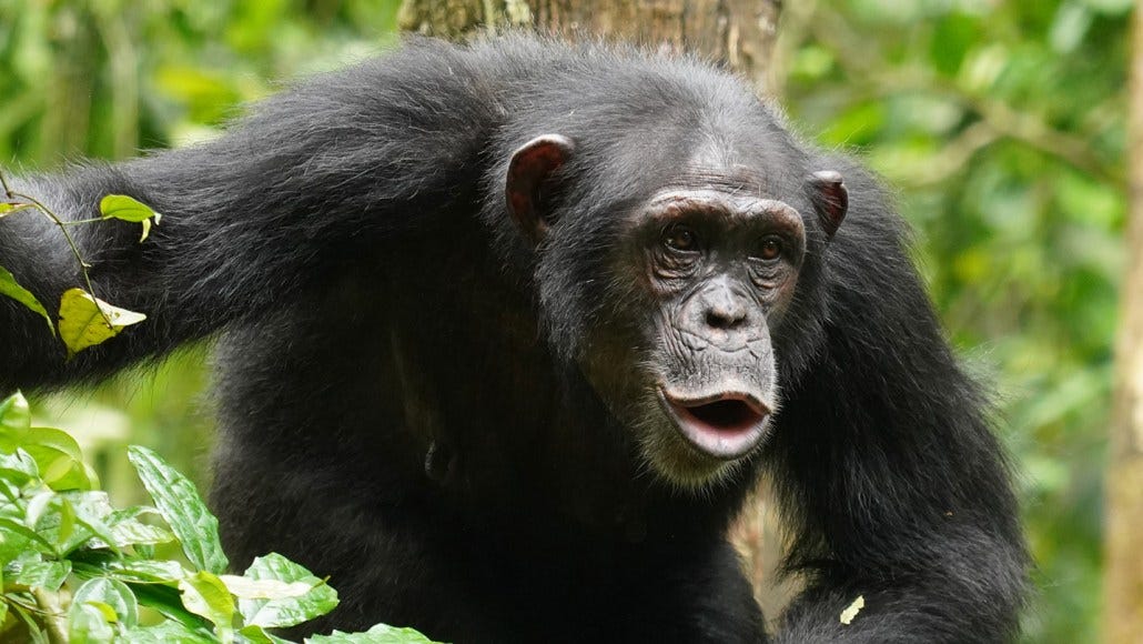 Language in the Canopy: How Chimpanzees Combine Calls to Expand Meaning