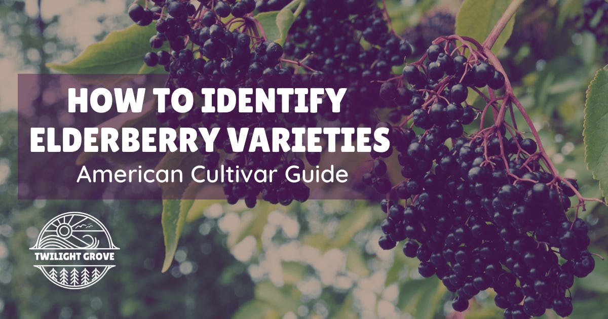 American Elderberry Varieties: How to Identify Different Cultivars