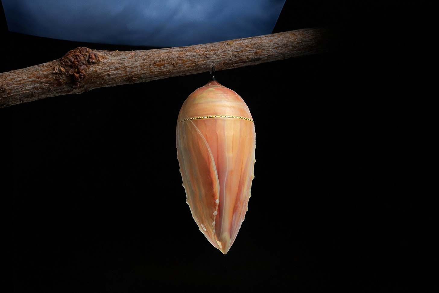 The Chrysalis Moment - by Larry Ortega-The Obliq Artist