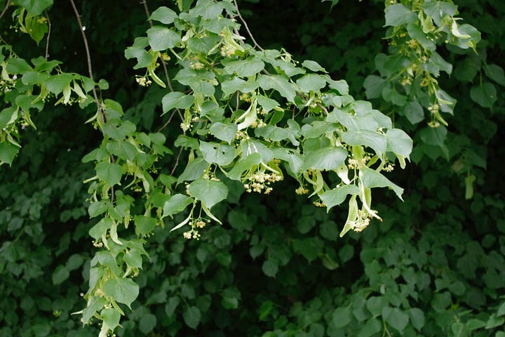 common lime tree flowers