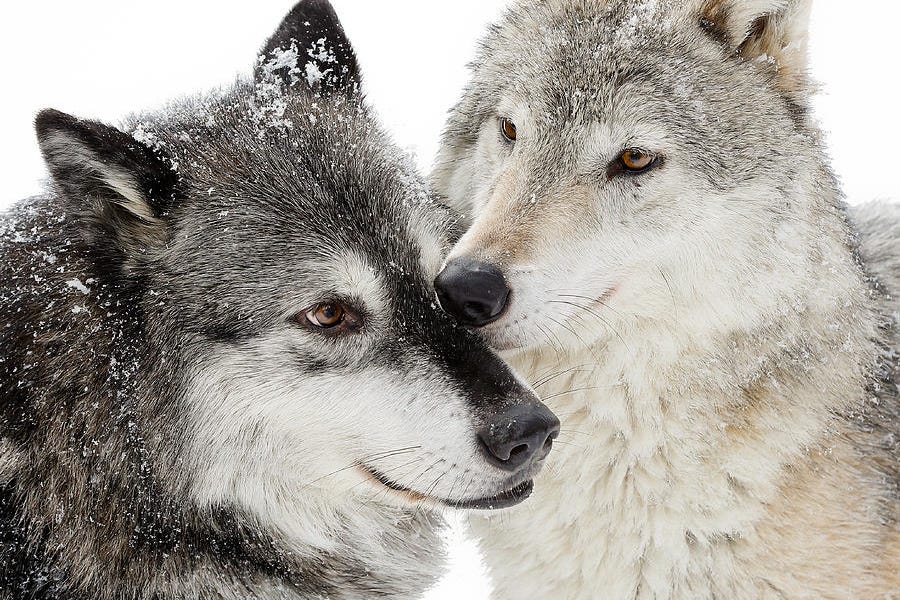 The "Alpha Male" Myth Debunked - by Alisa Valdes-Rodriguez