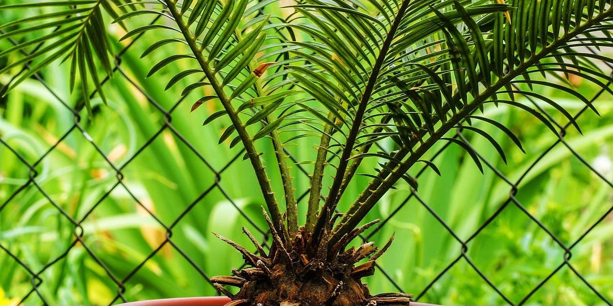 ¿Qué es el Sagú (arrowroot) y cómo se usa?