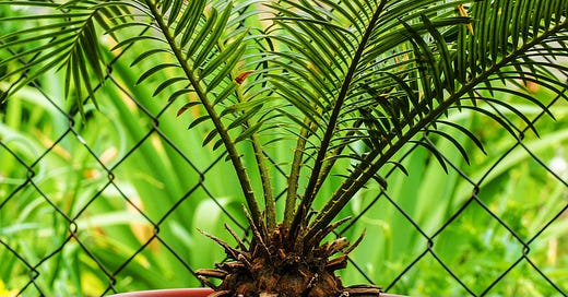 ¿Qué es el Sagú (arrowroot) y cómo se usa?
