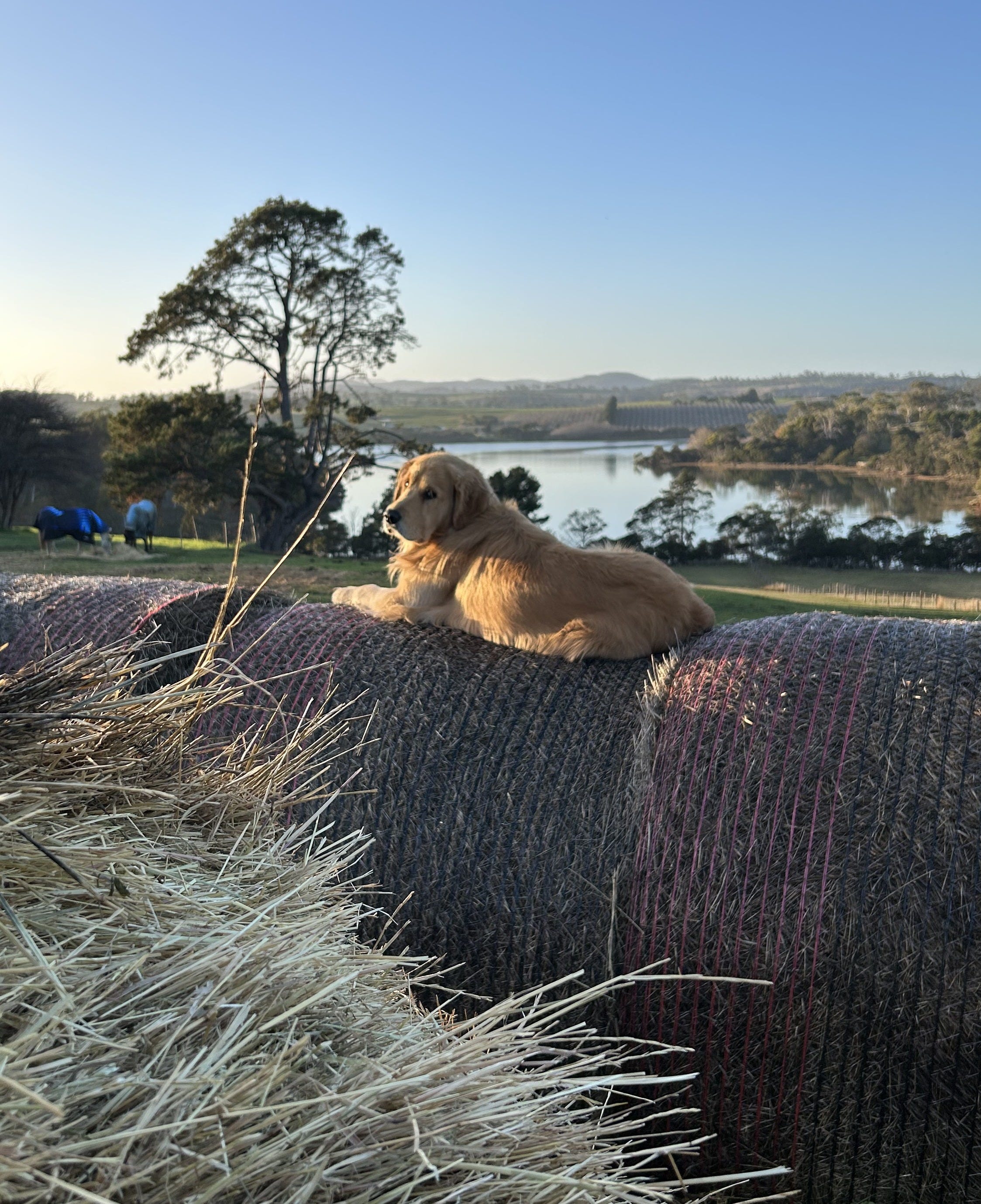 Routine as ritual - by Maggie Mackellar - The Sit Spot