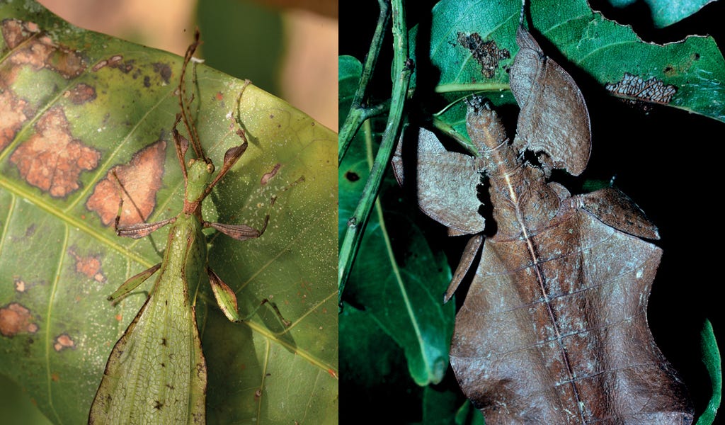 are leaf insects dangerous
