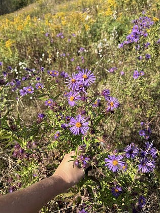 Alexandra Fasulo | Substack