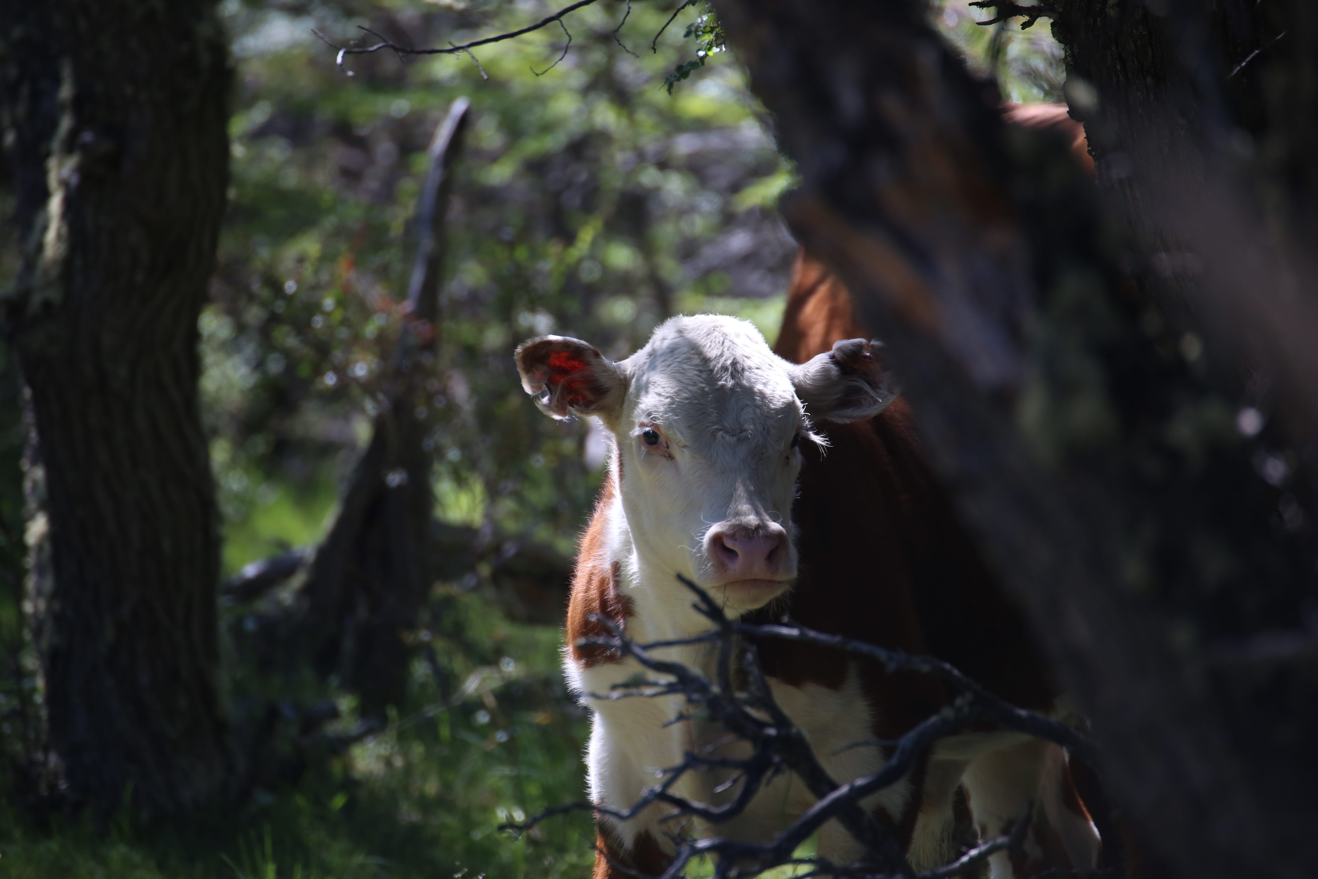 Vera Rubinstein | Substack