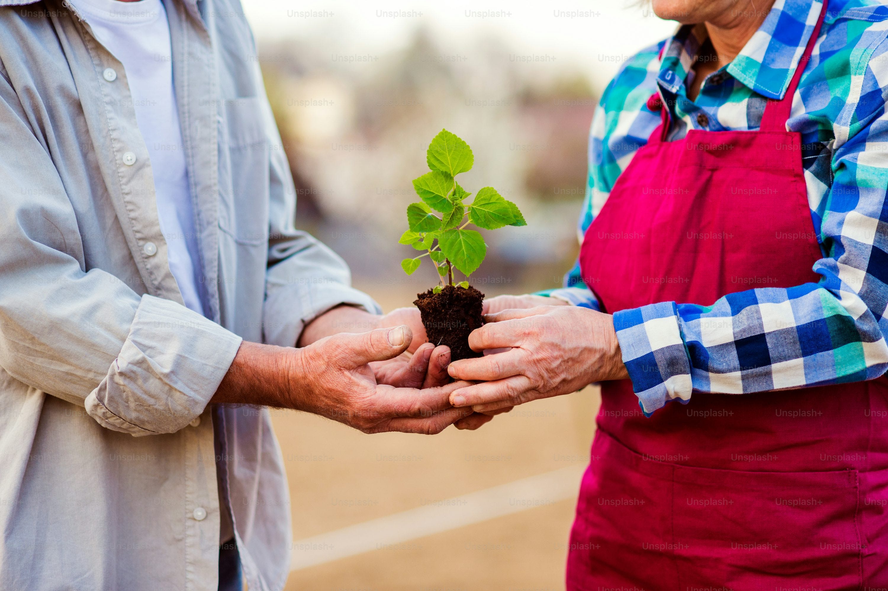 Gardening for Longevity: Grow Your Health, One Plant at a Time