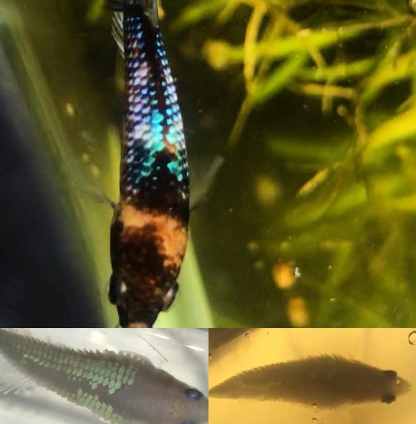 Treating Dropsy in Bettas - by Jessie Lynn Billington