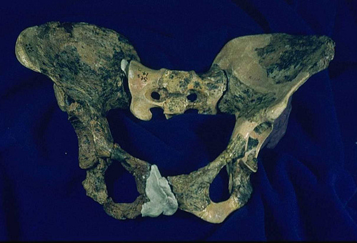 John Hawks | Substack