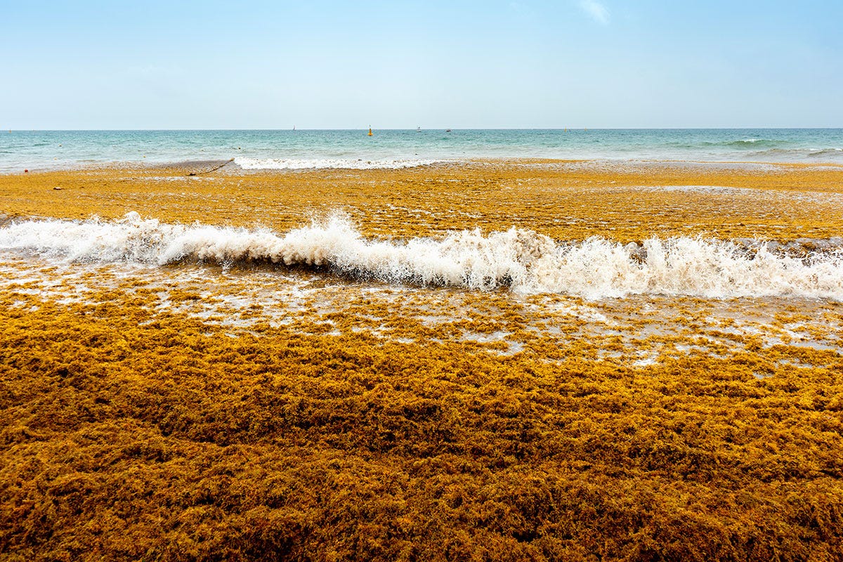 Reportan más de 6 mil toneladas de sargazo en costas del Caribe ...