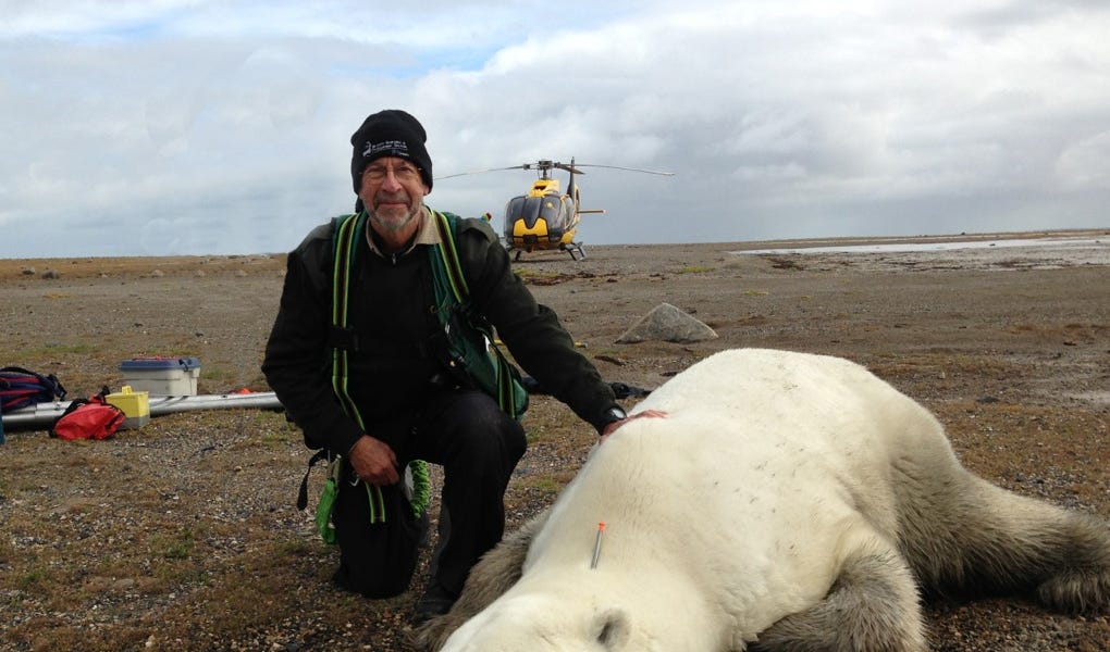 Black Bears of the Bruce: Dr. Martyn Obbard to Speak in Owen Sound