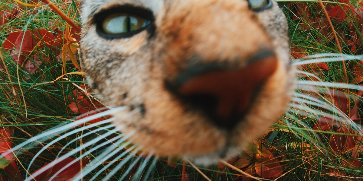 Operation Acoustic Kitty: The $20 Million Cyborg Cat That Failed ...