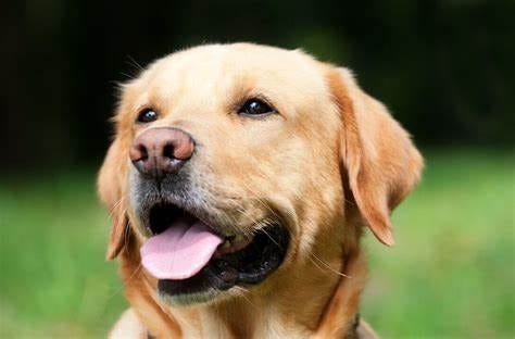 An Appeal To Reason, Heinous Animal Abuse Warrants State Animal Abuse ...