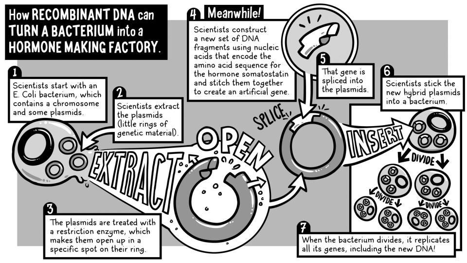 How Bacteria Learned to Make Human Insulin - and Opened the Door to ...