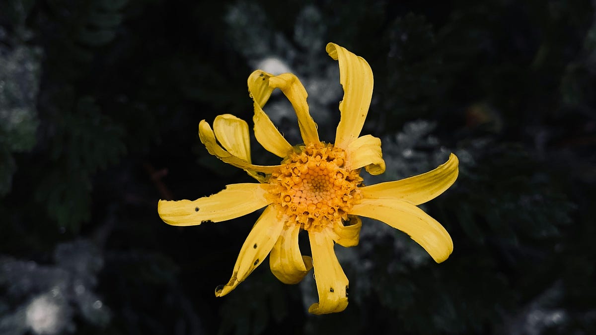 Searching the Stands - by Patrick Ding - Jarring Bell
