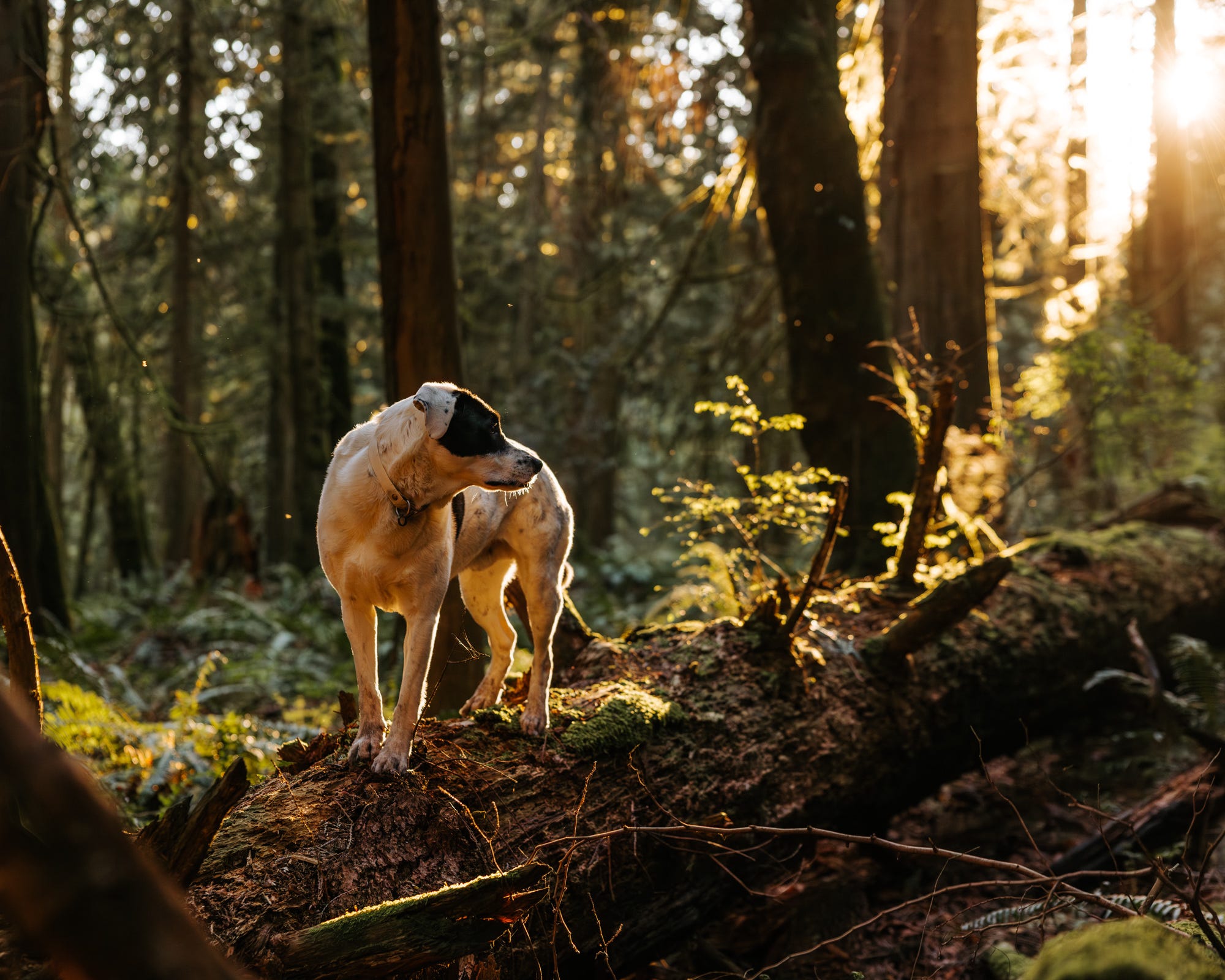 The Sunshine Coast: My Definitive Guide - by Andrew Knapp