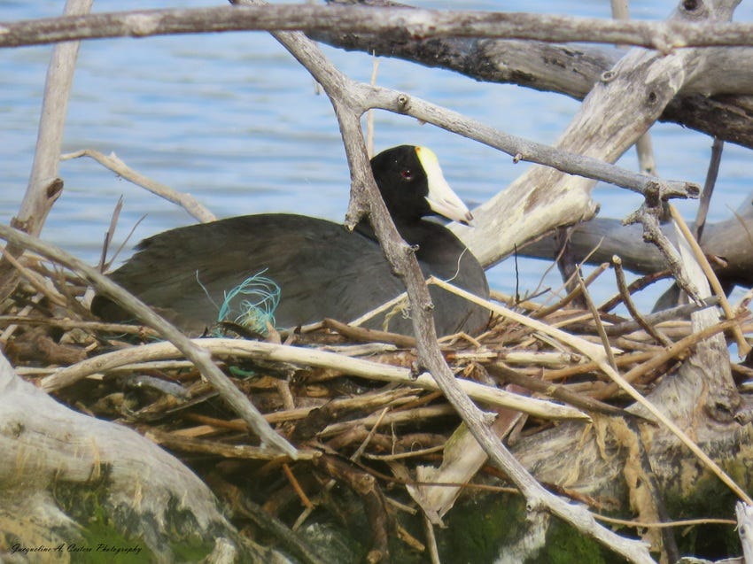 Who are you calling an "old coot?" - by Jackie Cestero