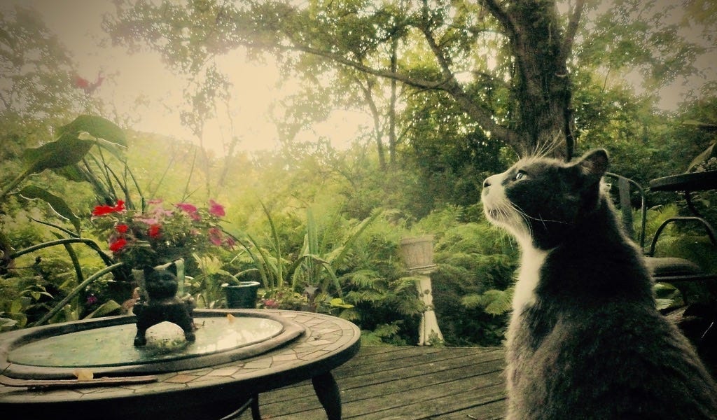 Animal Portraits - by Ray Grasse - Ray’s Substack