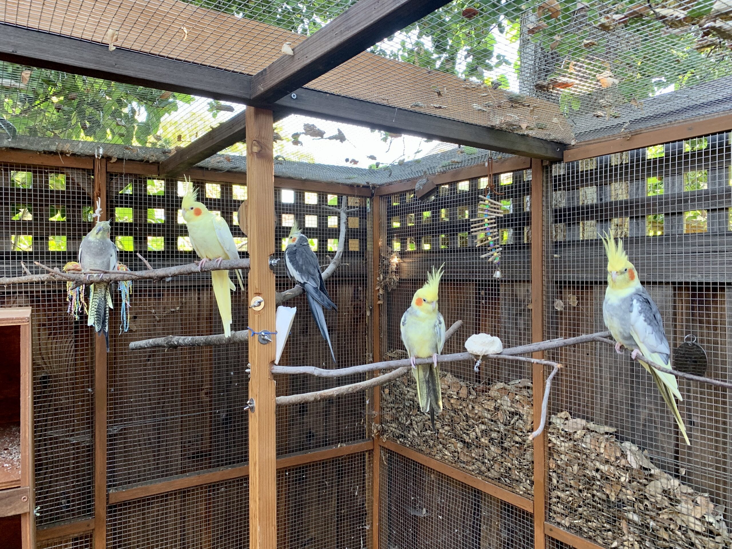 How I made “perch trees” for our aviaries