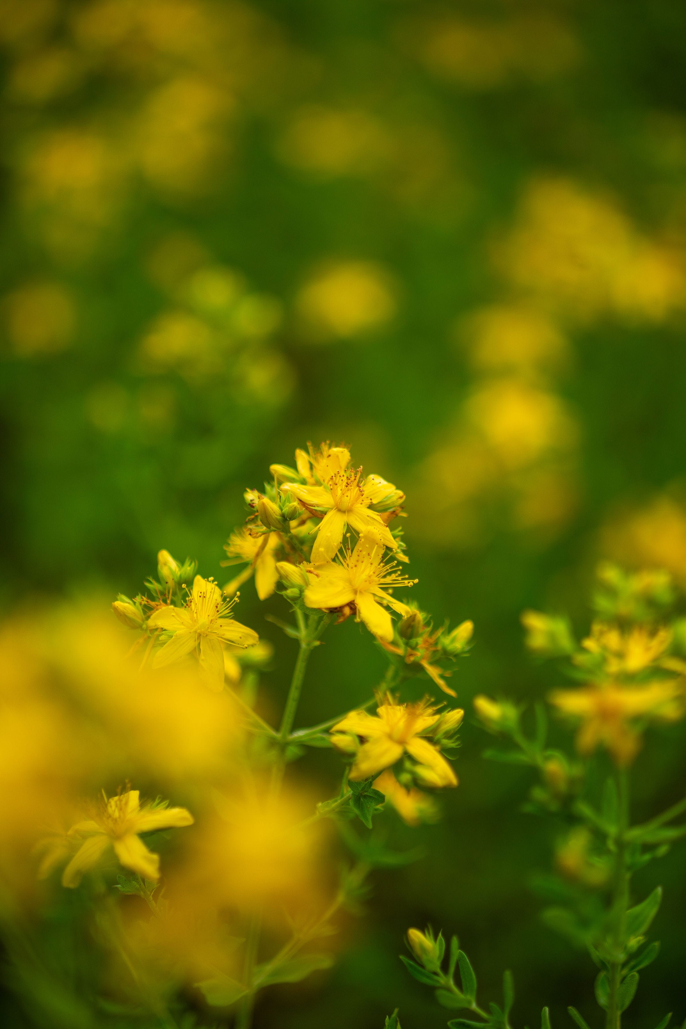 St. John's Wort- Blood of the Sun - by Courtney Cosgriff
