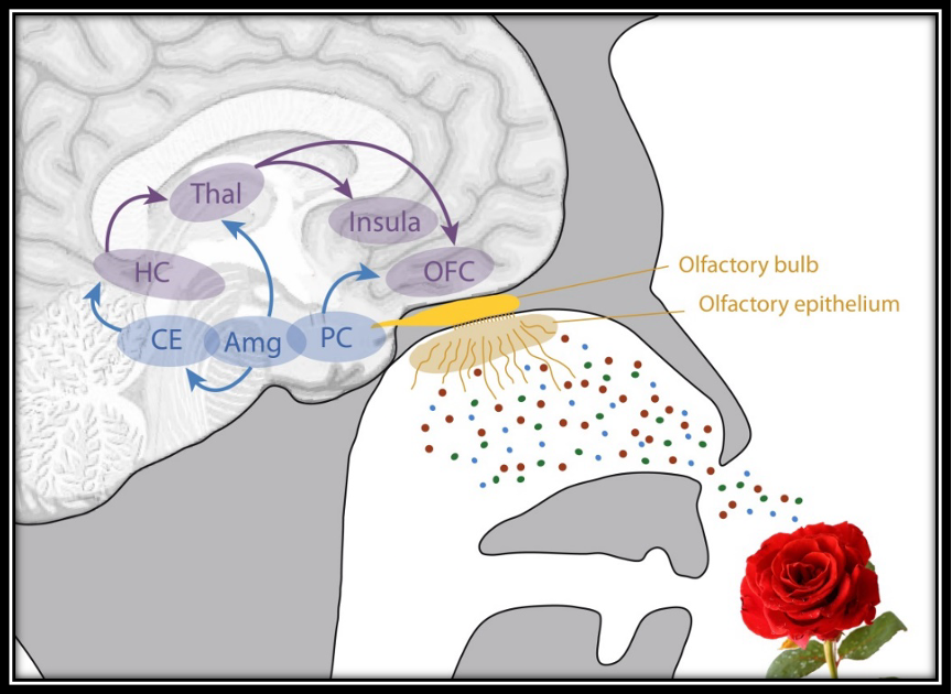 The Smell of Memories: Why Certain Scents Send You Back in Time