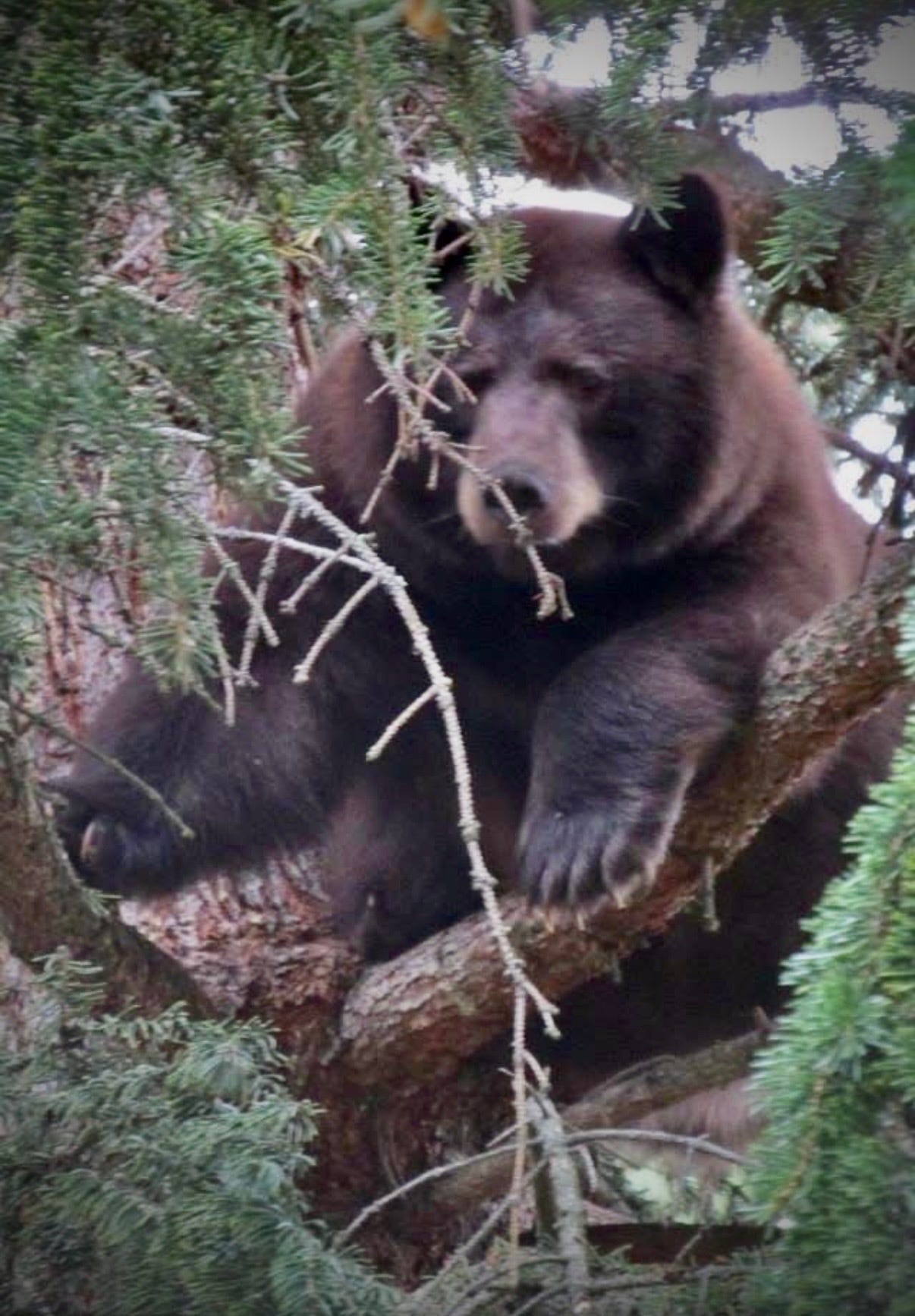 Stop Killing Bears - From the Wild Side