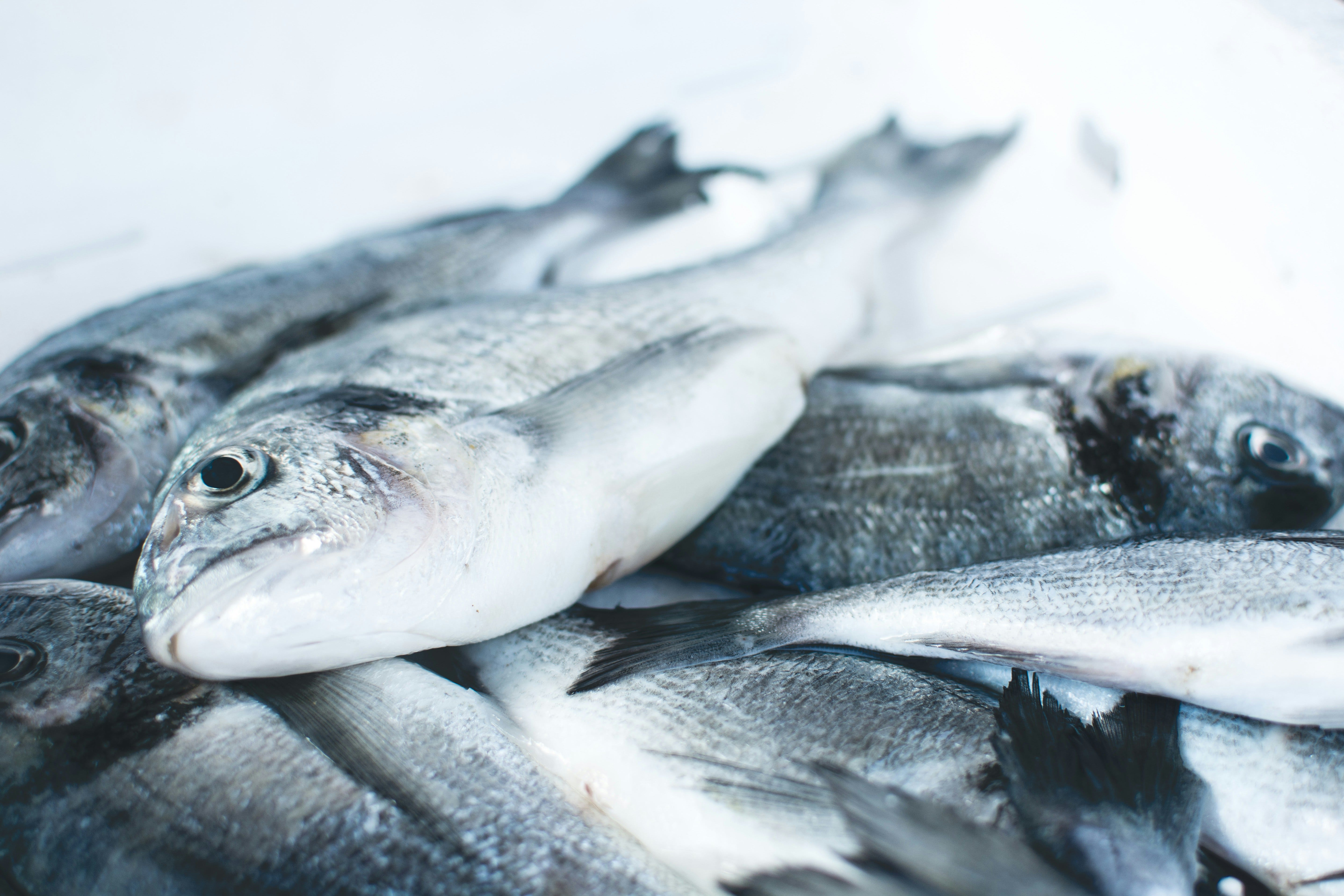 The Stinky Fish Exercise - by Jose Manuel Redondo Lopera
